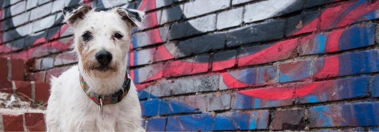 Strays 2020 Landscape Design Competition | Bucharest | About